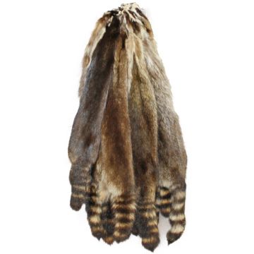 Glacier Wear - Raccoon Pelts For Sale