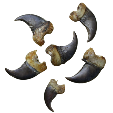 Glacier Wear - Craft Fur, Animal Claws, Fur Tails, Animal Skulls ...