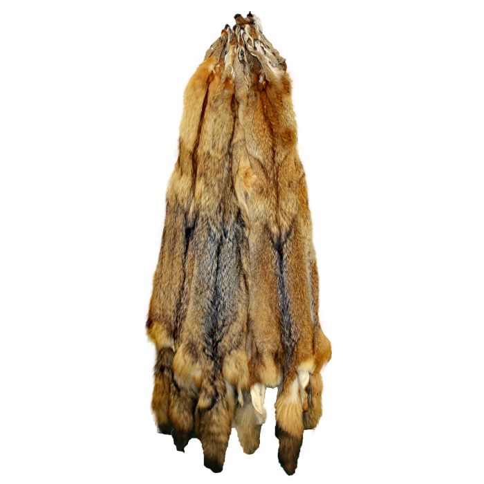 Glacier Wear - North Eastern Coyote Pelts For Sale