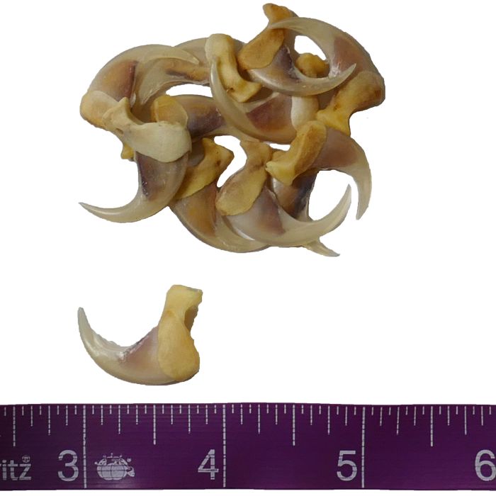 Glacier Wear - Genuine Canadian Lynx Claws For Sale