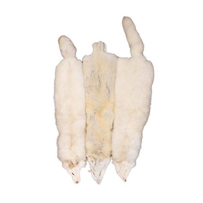Glacier Wear - SAGA Blue Fox Fur Pelts For Sale