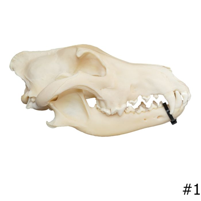 Glacier Wear - Wolf Skulls For Sale