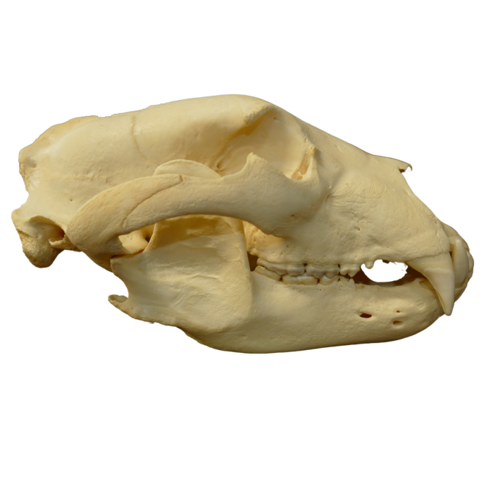 black bear skull