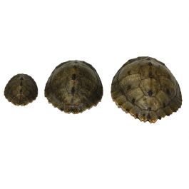 Glacier Wear - Map Turtle Shells For Sale